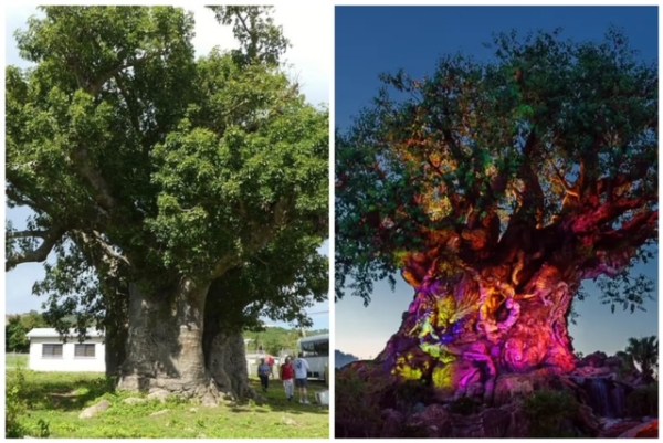 St. Croix’s Off the Beaten Trail – Discovering the Oldest Baobab Tree ...