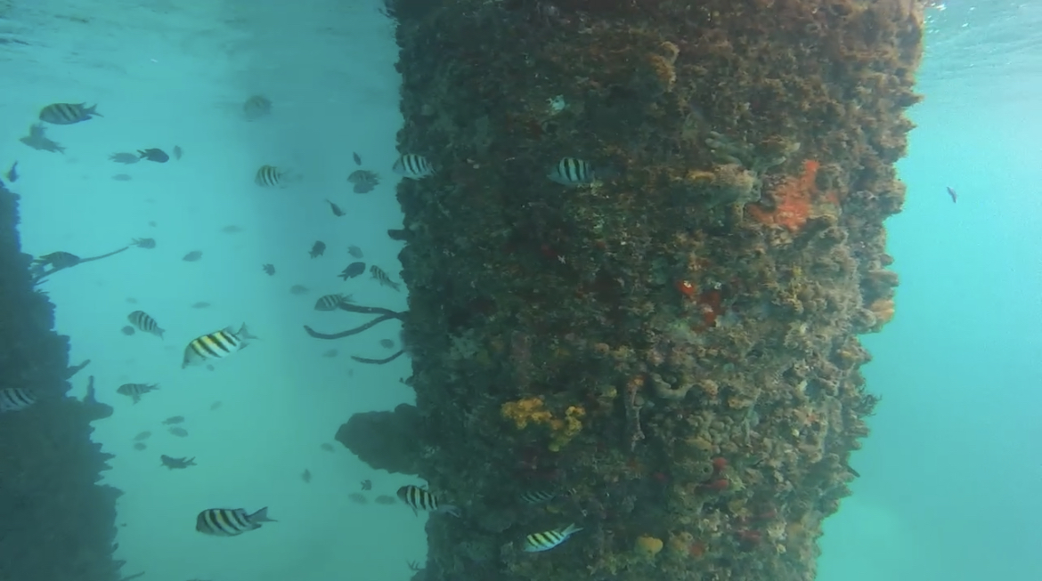 Snorkel the Frederiksted Pier! - News of St. Croix