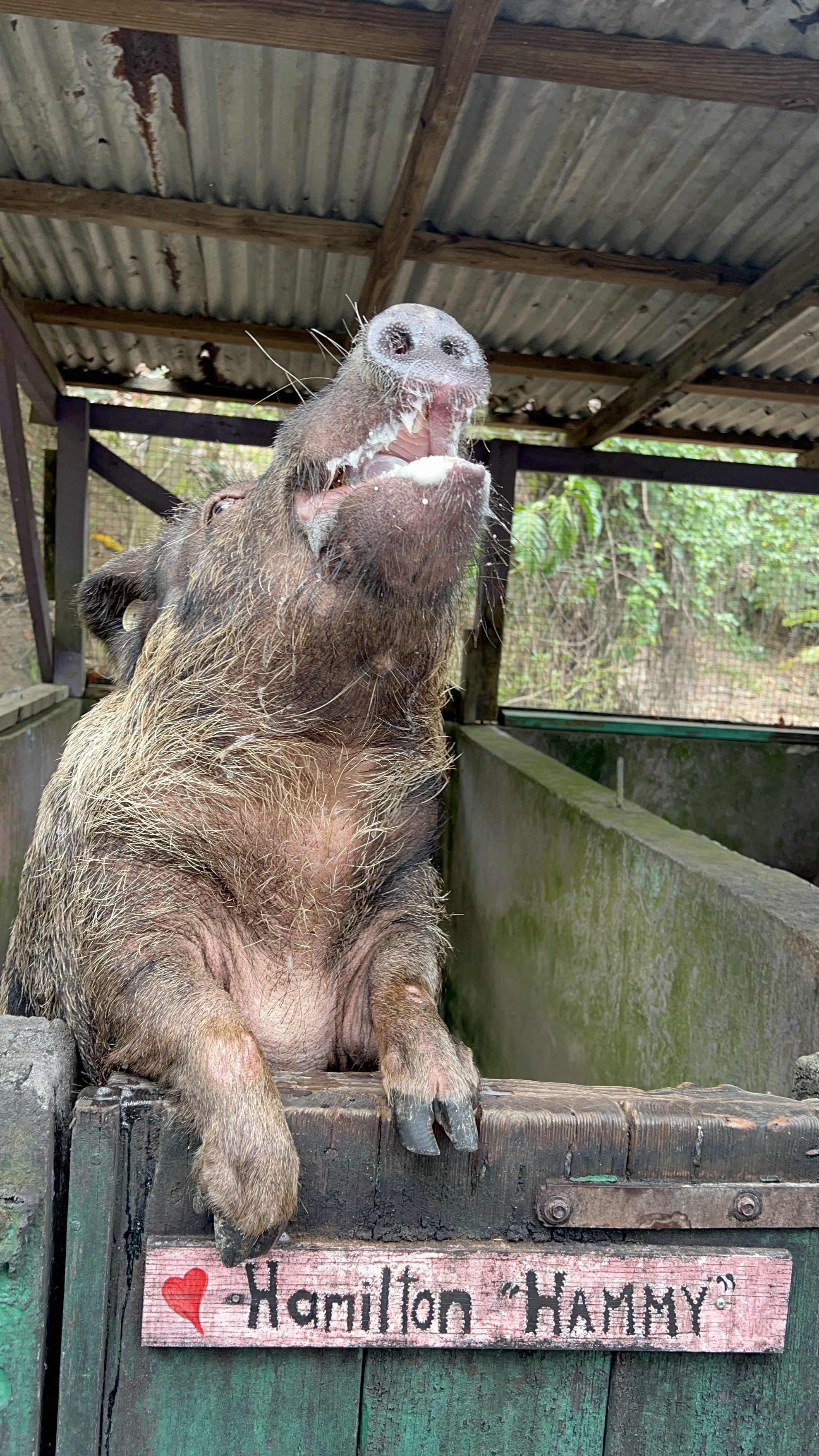 Exploding Beer and Giant Pigs! - News of St. Croix