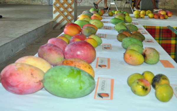 Get Ready Mango Lovers…For the Mango Melee St Croix - News of St. Croix