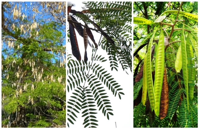 The History and Benefits of the Tan-Tan Tree on St. Croix - News of St ...