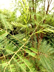 The History and Benefits of the Tan-Tan Tree on St. Croix - News of St ...
