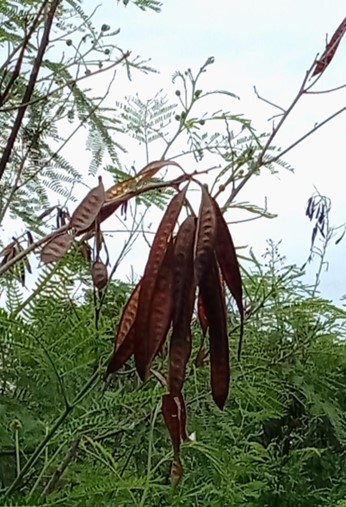 The History and Benefits of the Tan-Tan Tree on St. Croix - News of St ...