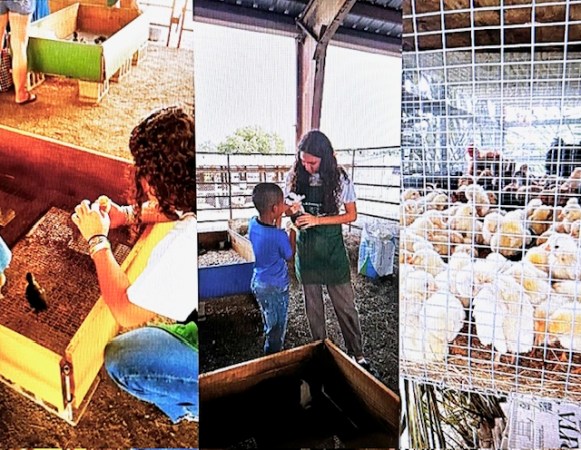 The 52nd Agriculture Fair St. Croix: A Spectacular Event for the Whole ...