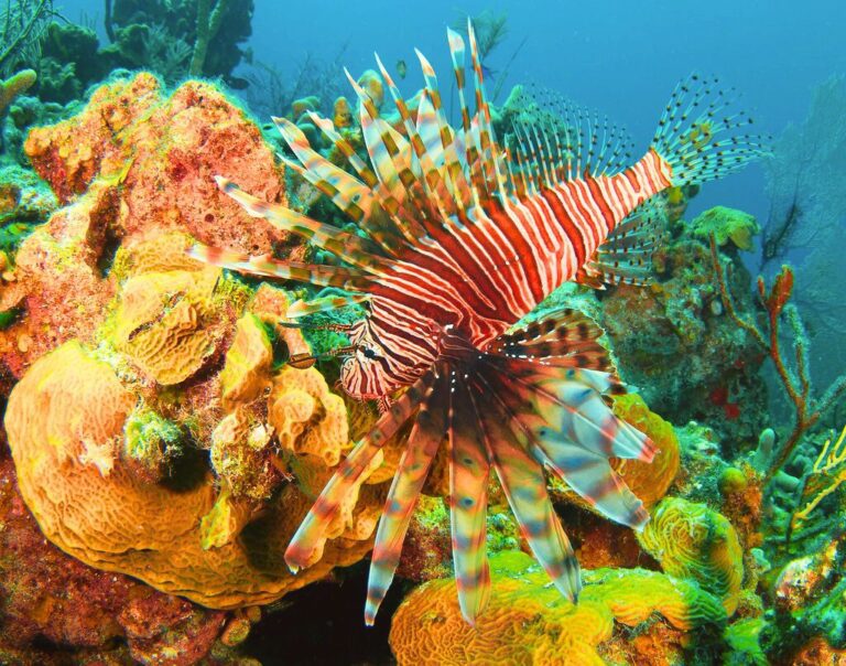 Invasive Lionfish Threatening USVI Coral Reefs - News of St. Croix